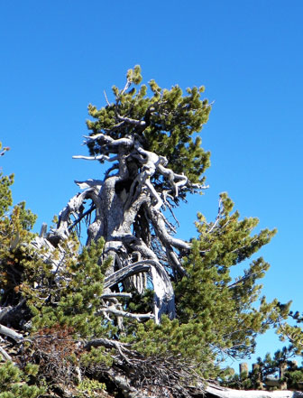 The Shamanic Path – What is a Shaman? - Shamanic Connection